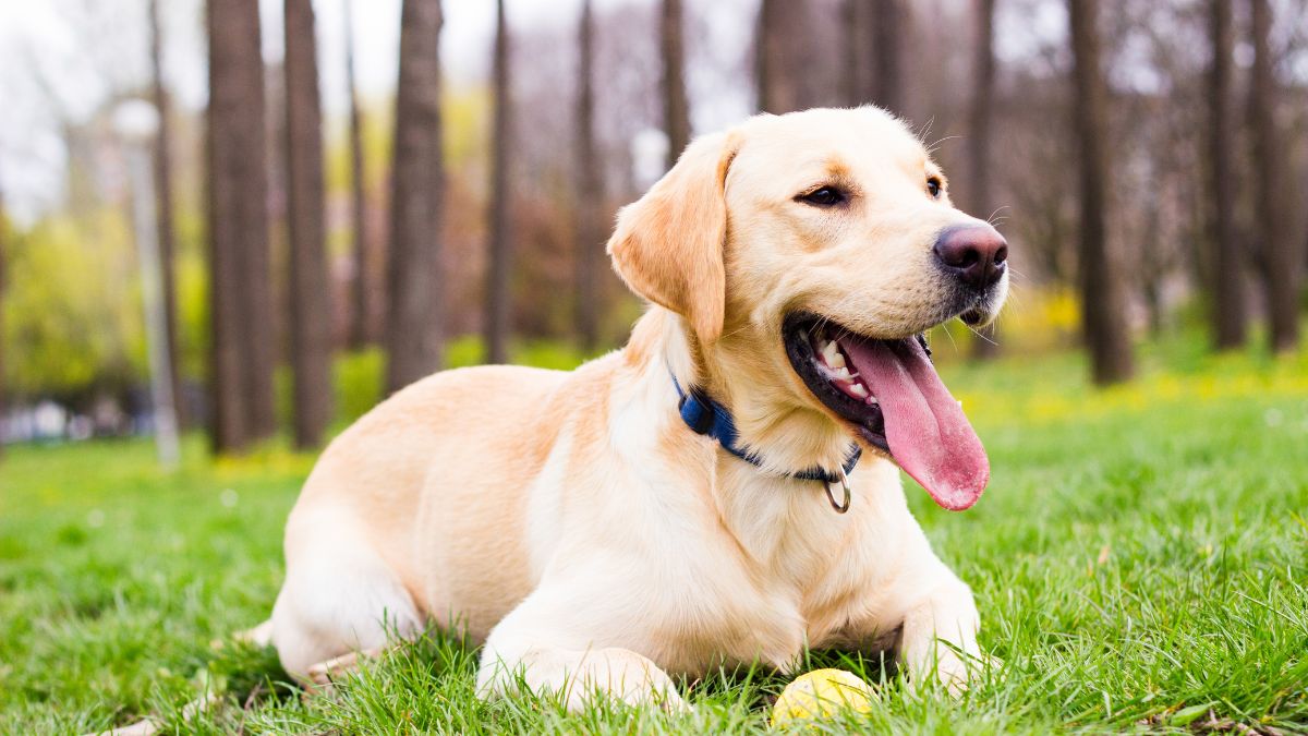 Pourquoi le labrador retriever est-il le compagnon ideal pour votre ...